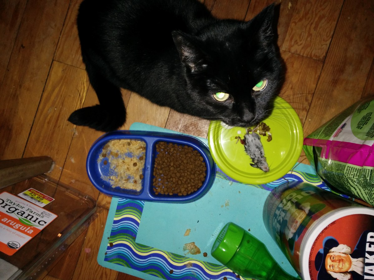 DIY cat fud | KO Rural Mad As Hell Blog