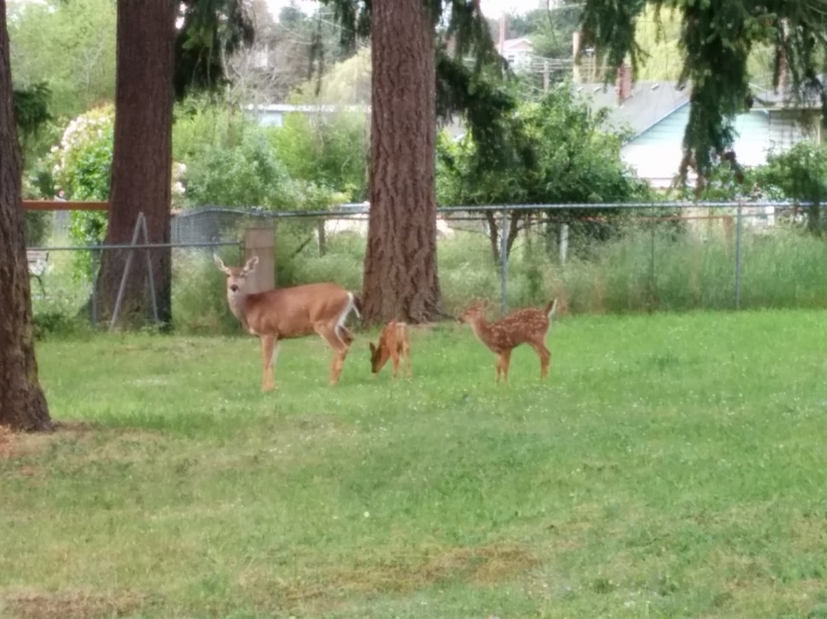 Fawn season | KO Rural Mad As Hell Blog