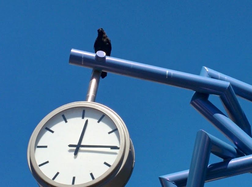crow time | KO Rural Mad As Hell Blog