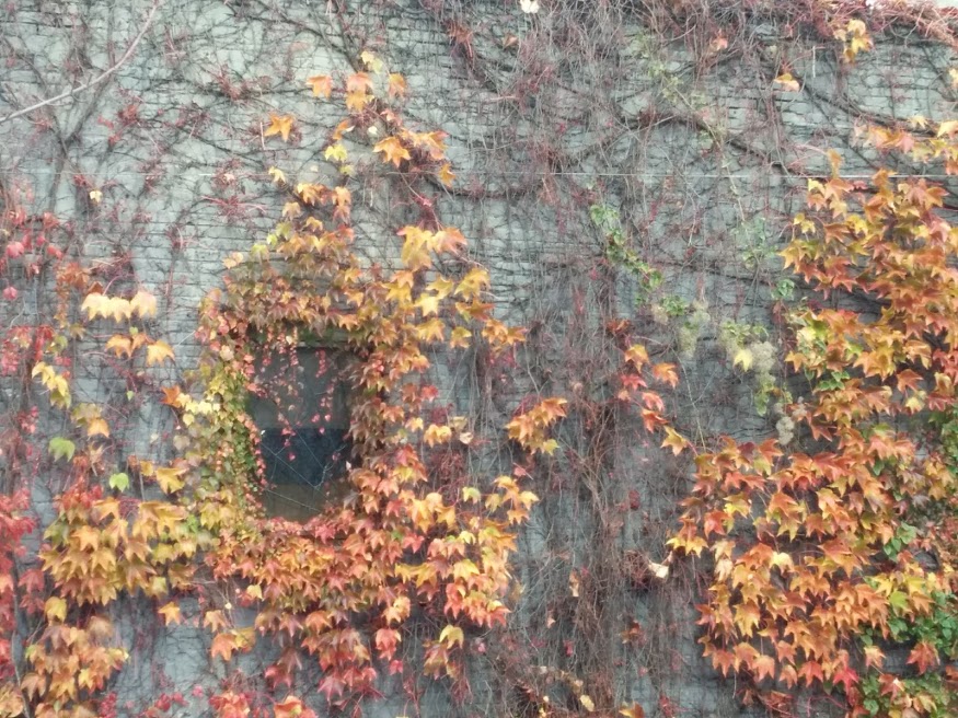 Leaf wall 2 | KO Rural Mad As Hell Blog