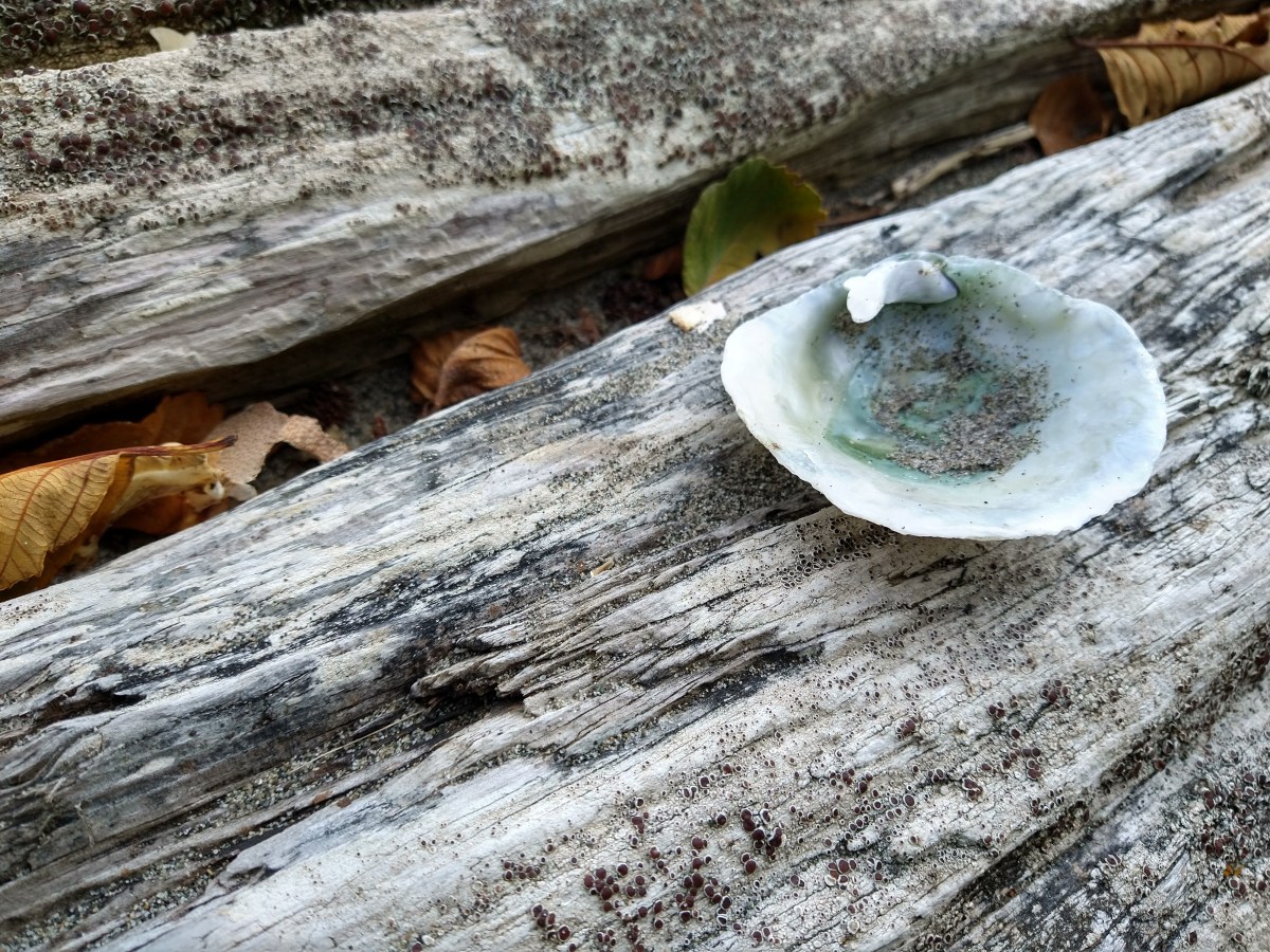 empty shell | KO Rural Mad As Hell Blog