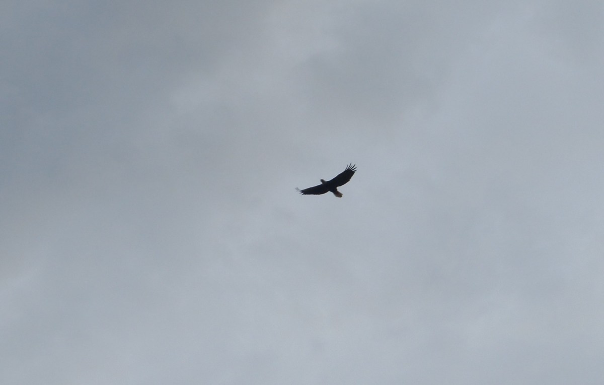 Wings akimbo | KO Rural Mad As Hell Blog