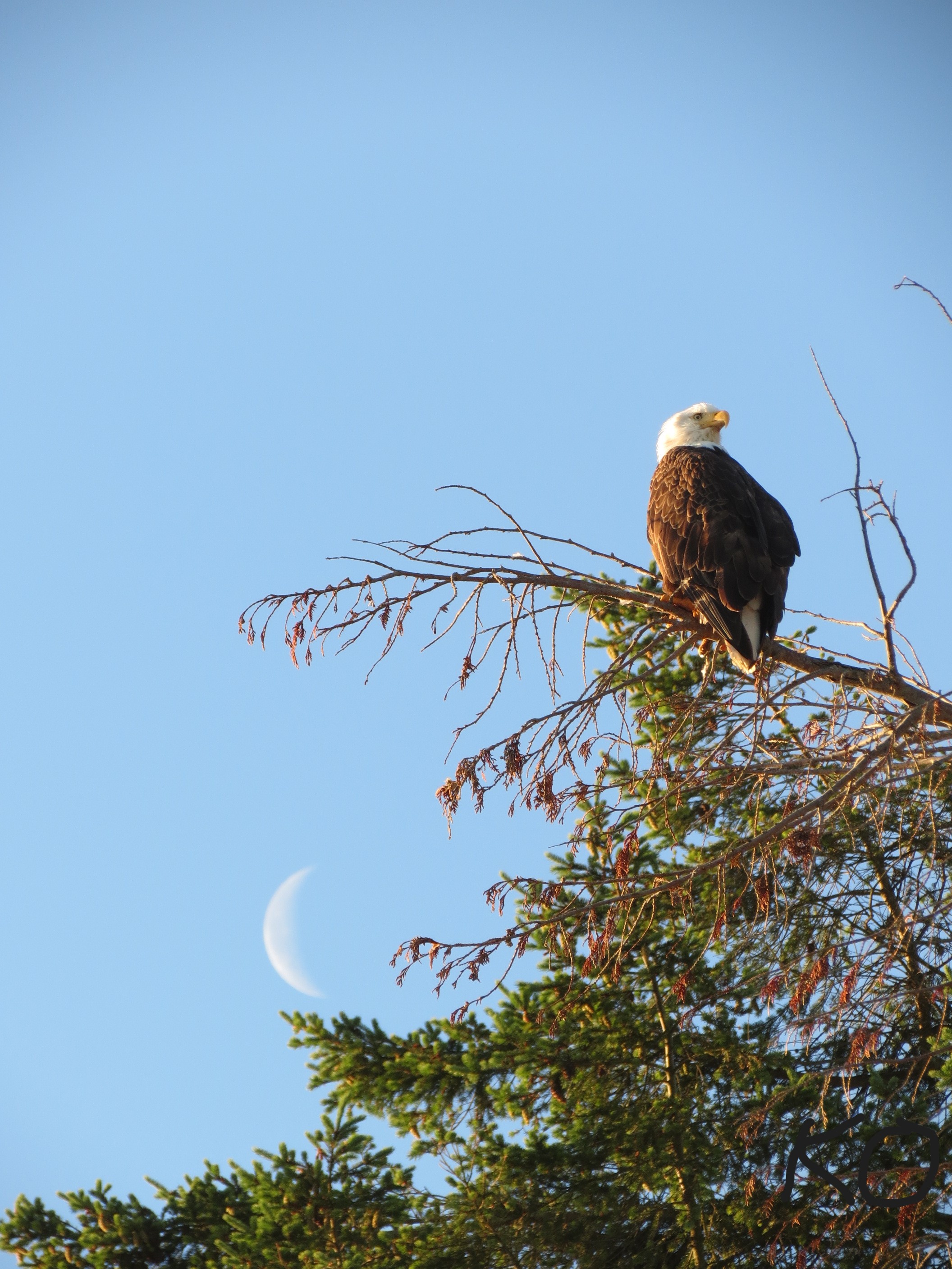 moon and eagle | KO Rural Mad As Hell Blog