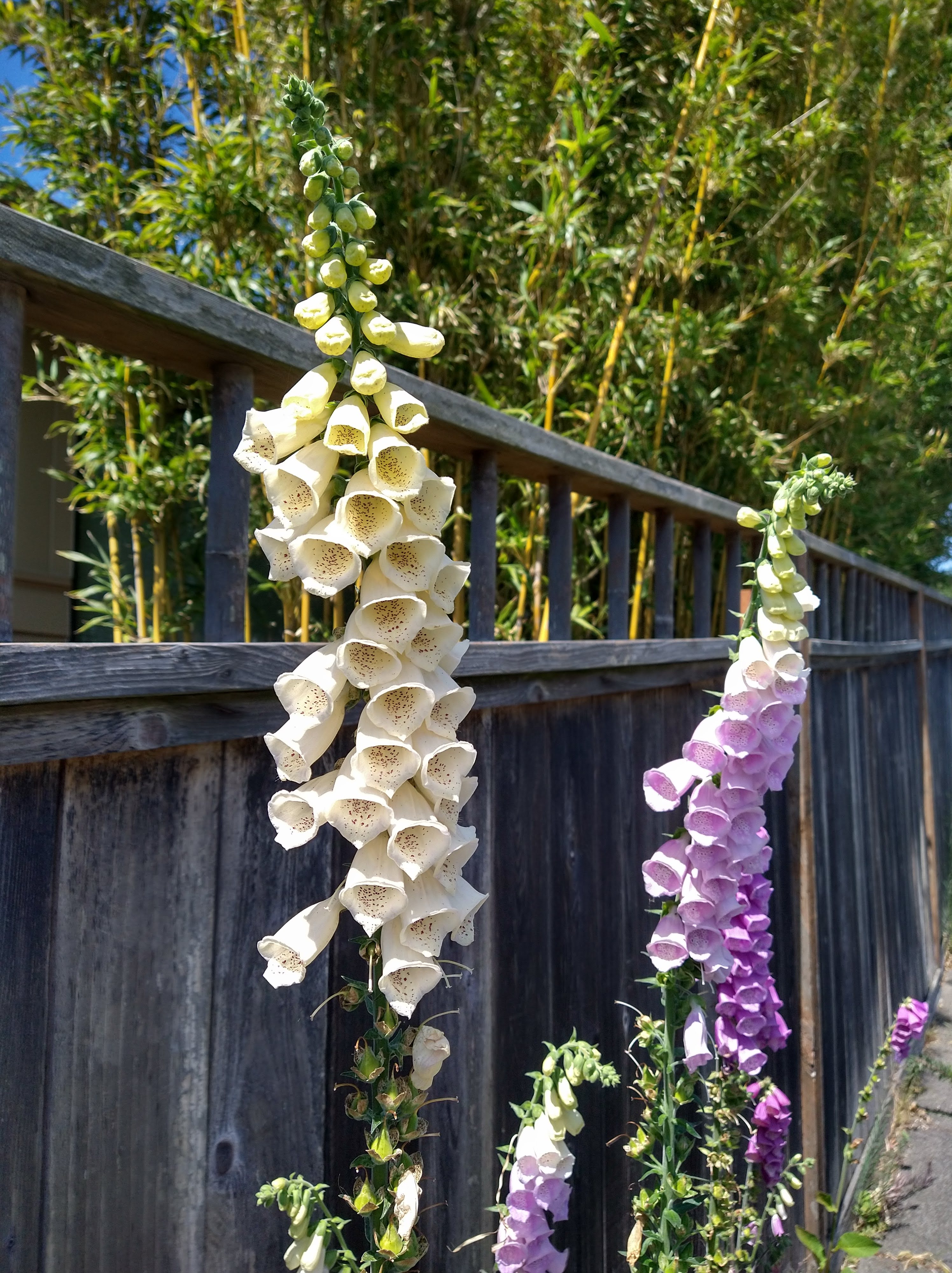 foxglove colors | KO Rural Mad As Hell Blog