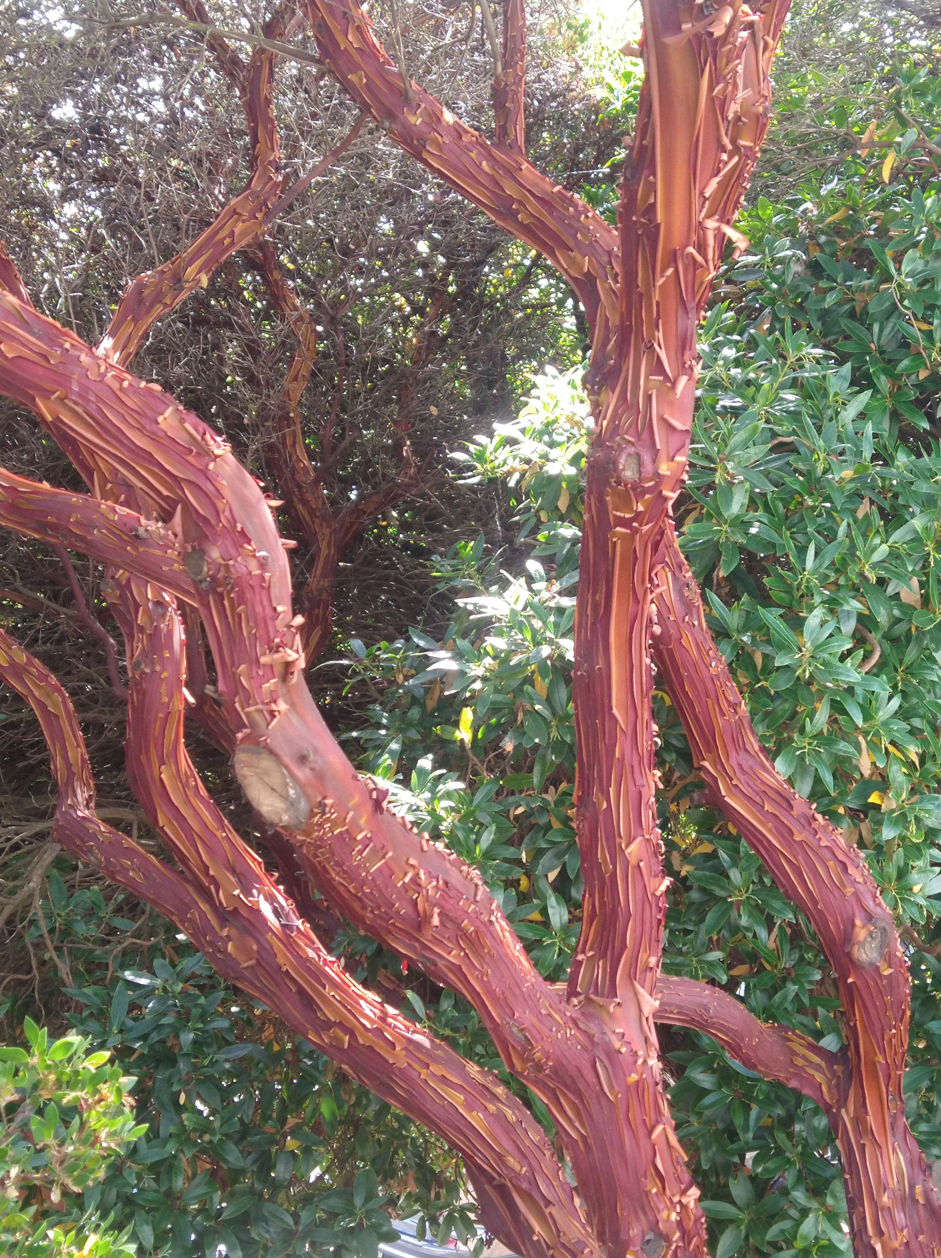Madrone bark | KO Rural Mad As Hell Blog