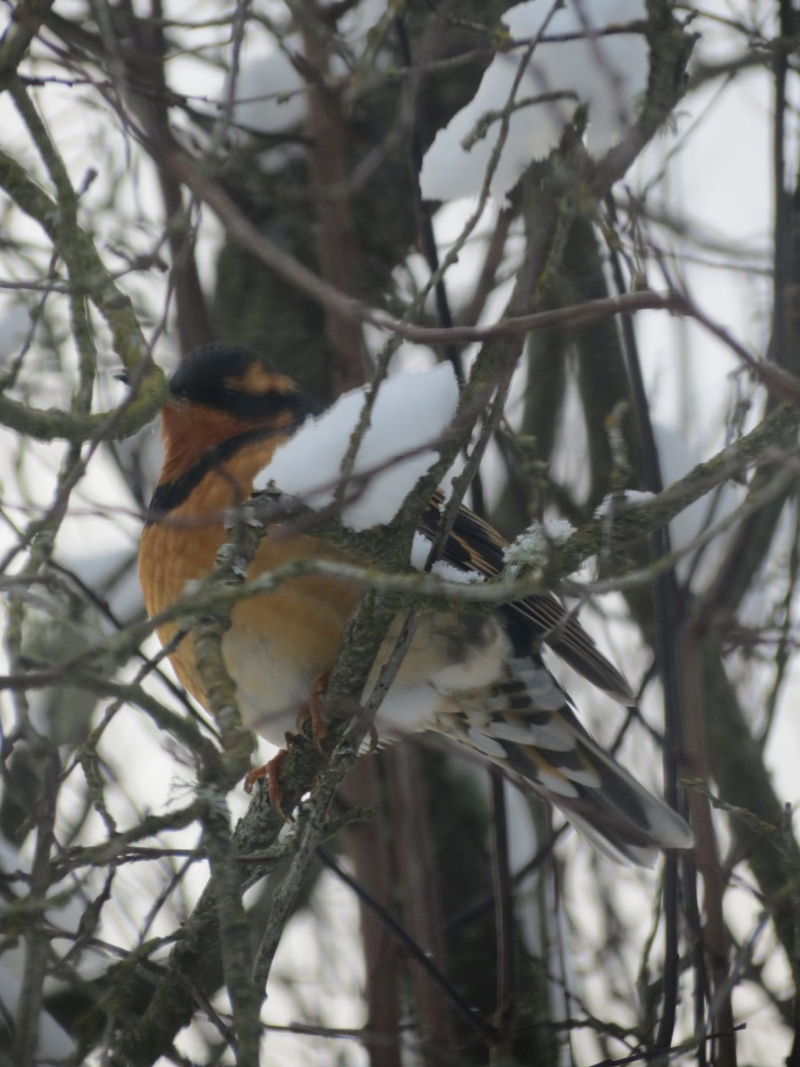 swamp robin | KO Rural Mad As Hell Blog