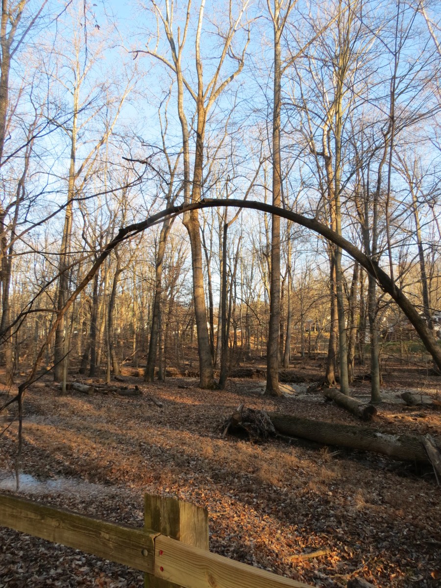forest arch | KO Rural Mad As Hell Blog