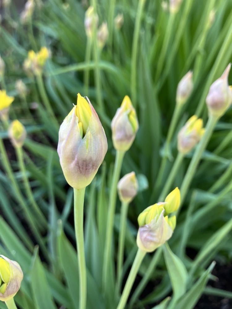 Yellow buds | KO Rural Mad As Hell Blog