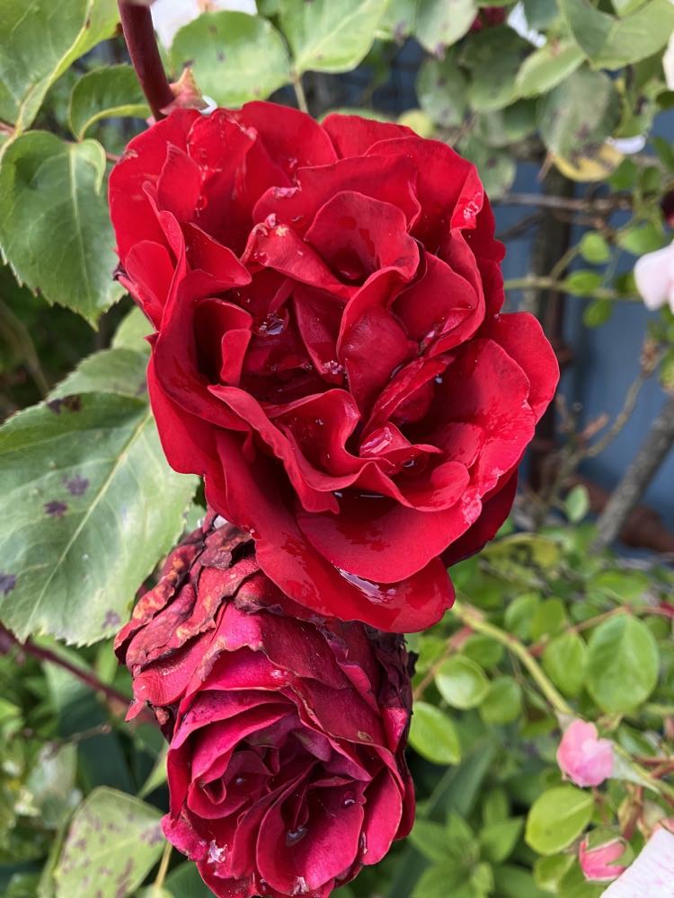 Red rose | KO Rural Mad As Hell Blog