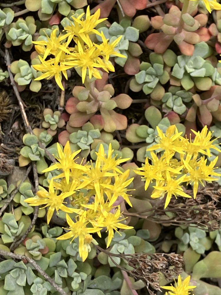 Yellow succulents | KO Rural Mad As Hell Blog