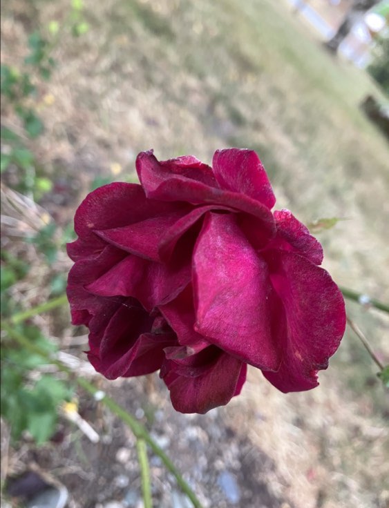 Hidden rose | KO Rural Mad As Hell Blog