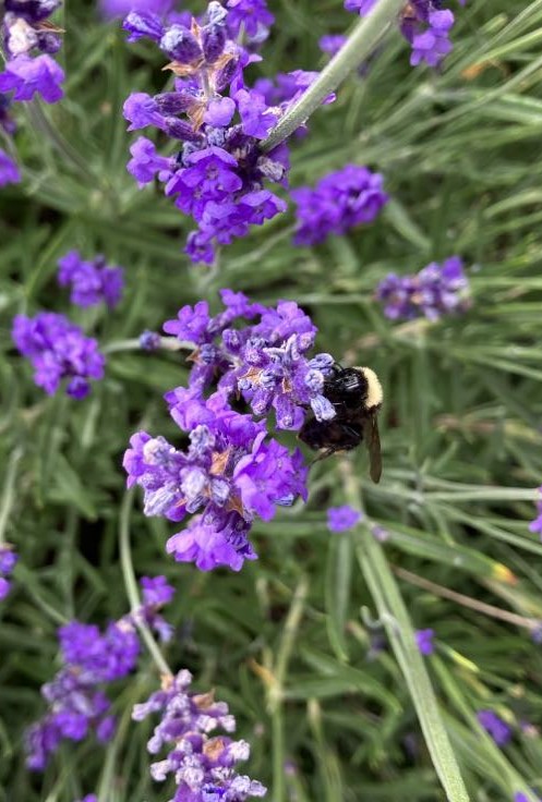 Lavender | KO Rural Mad As Hell Blog