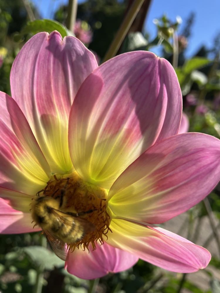 Bee trial garden | KO Rural Mad As Hell Blog