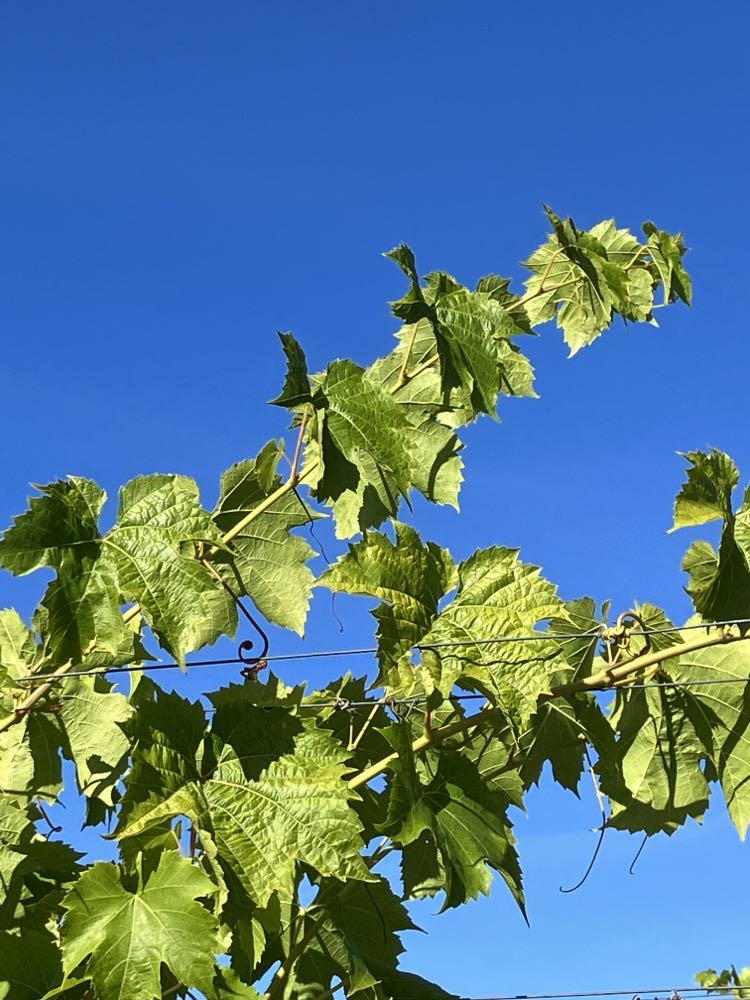 Vines | KO Rural Mad As Hell Blog