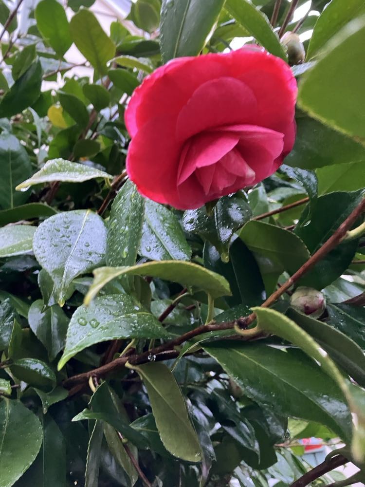 Rainflower 2 | KO Rural Mad As Hell Blog