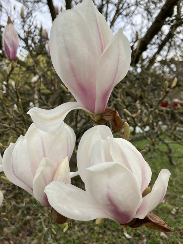 Magnolia opening | KO Rural Mad As Hell Blog