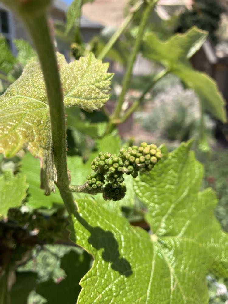 Early grapes | KO Rural Mad As Hell Blog