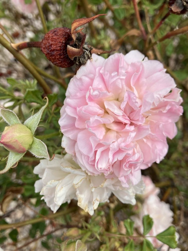 Pink rose | KO Rural Mad As Hell Blog