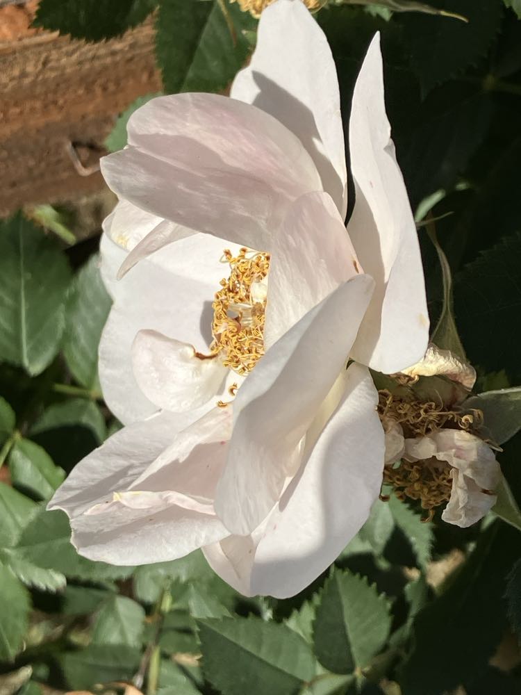 Roses | KO Rural Mad As Hell Blog