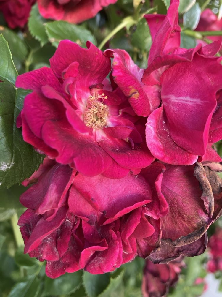 Red roses | KO Rural Mad As Hell Blog